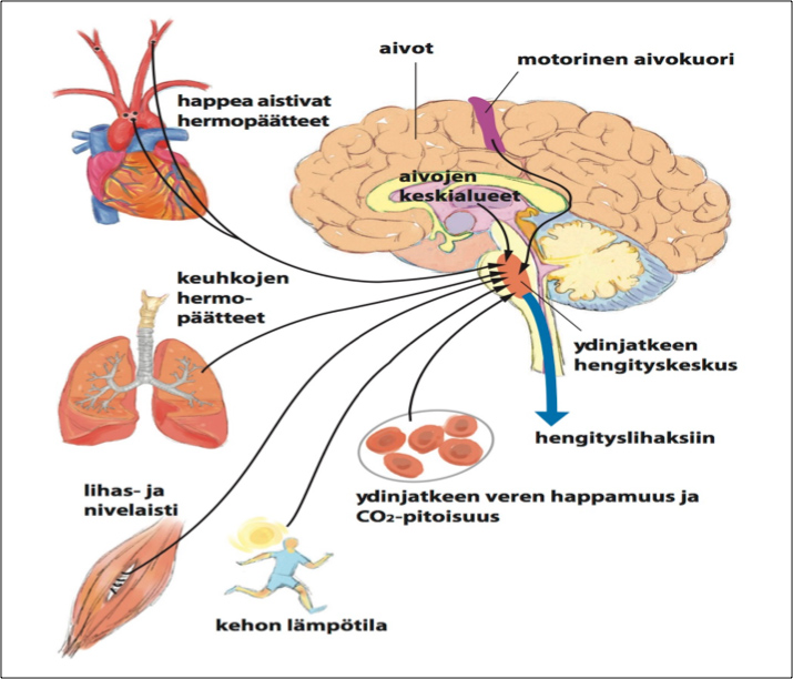 Hengitys – Paramedic.fi