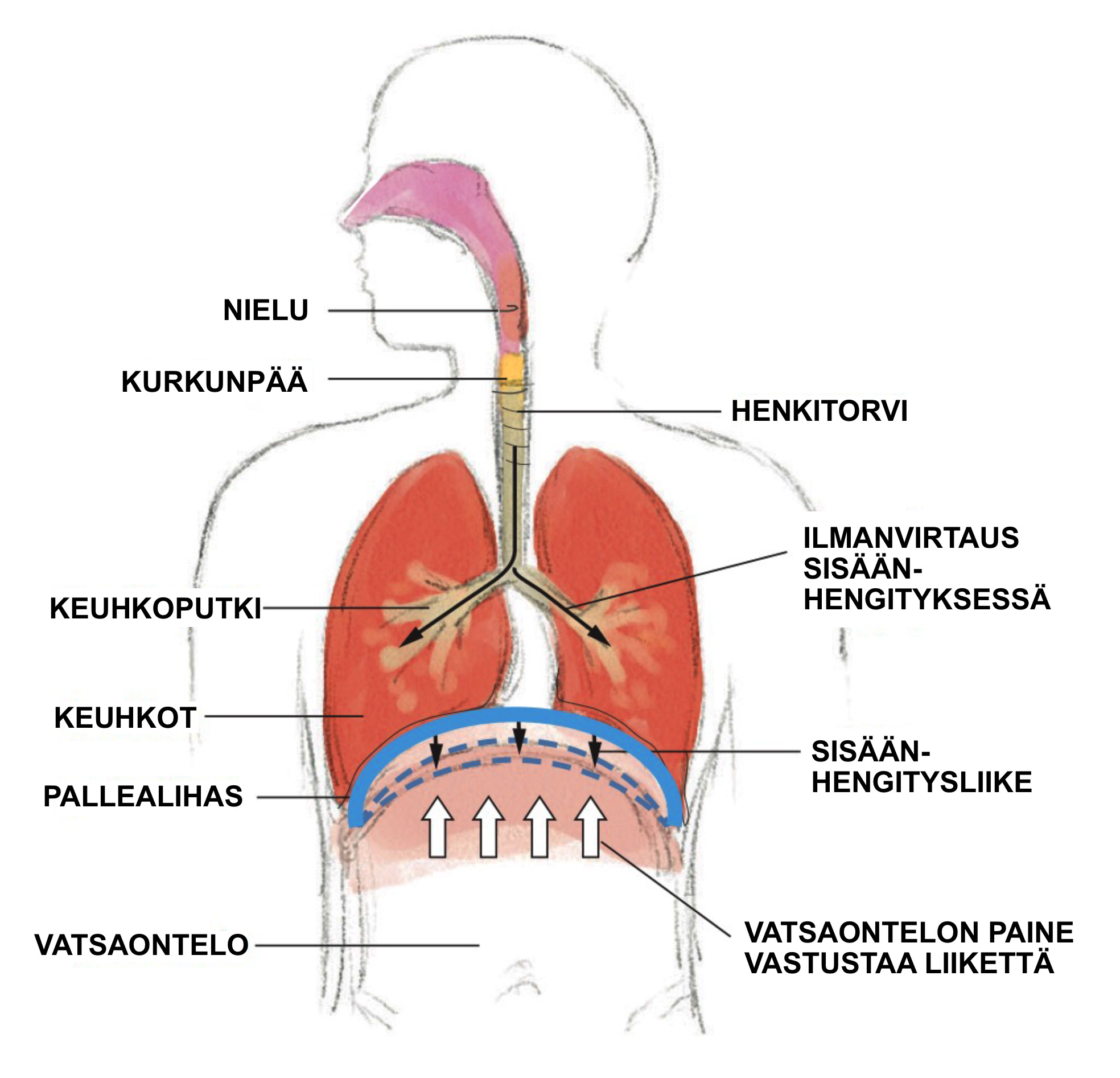 Hengitys – Paramedic.fi